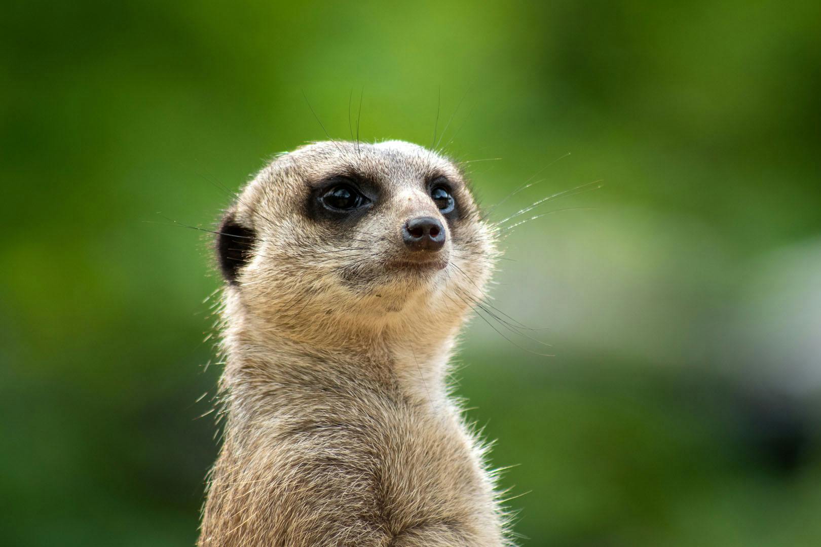 Fife Zoo animal encounters – itison