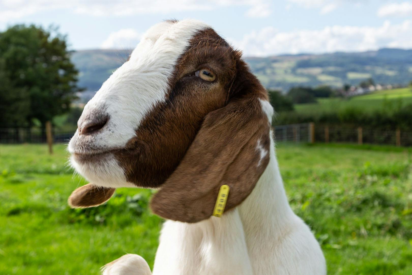 The Cuddies Loch Lomond – itison