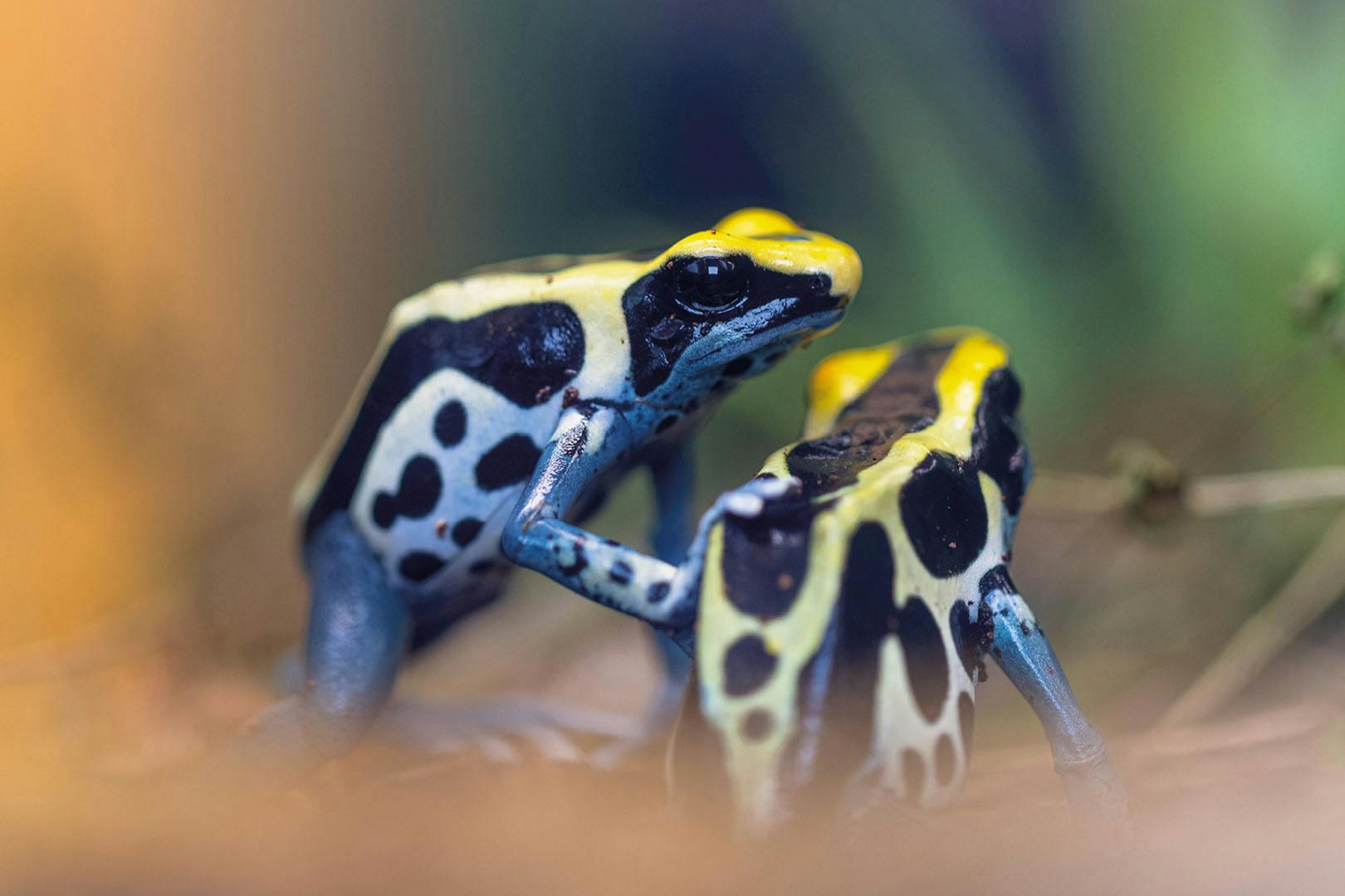 Amazonia at M&Ds – itison