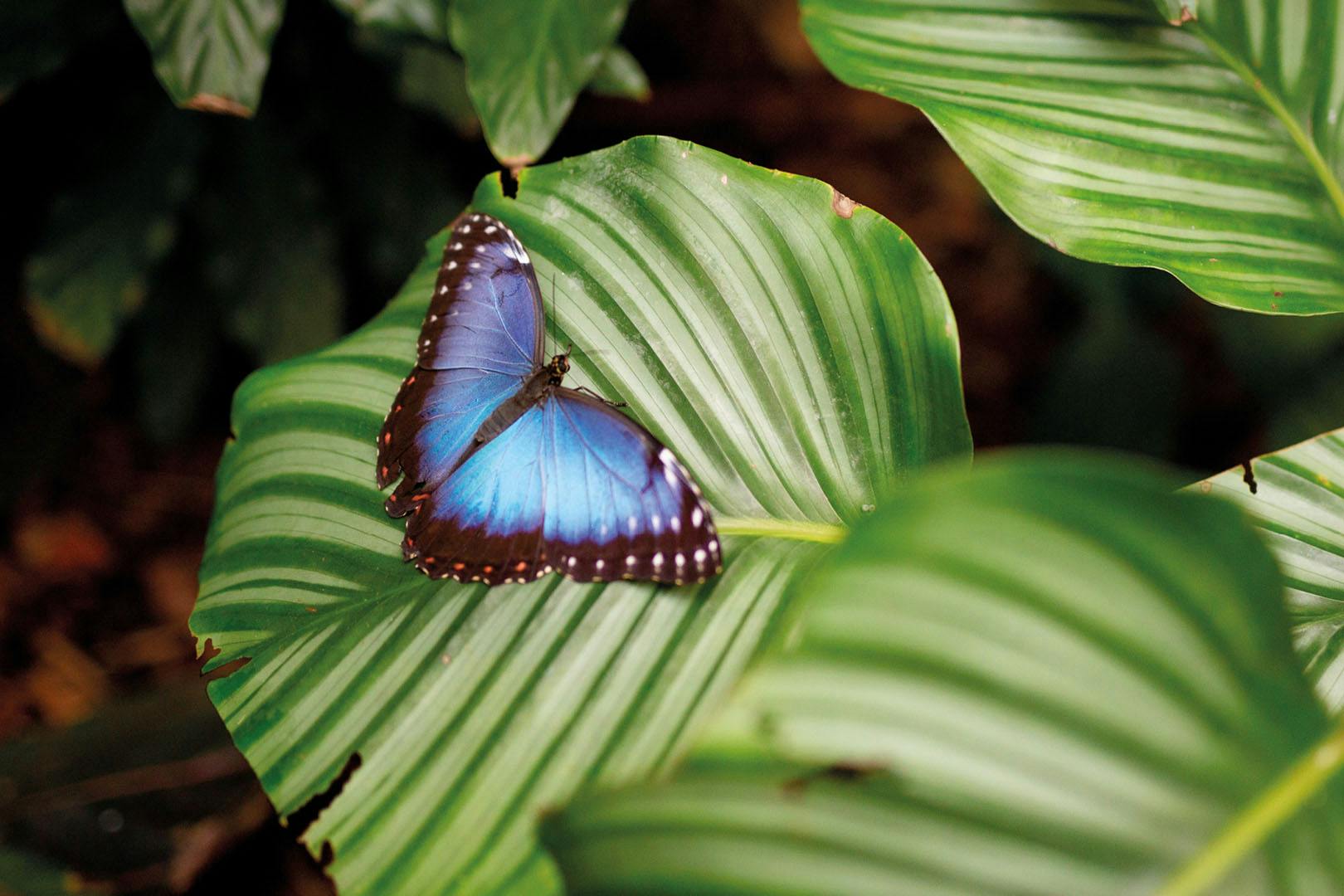 Amazonia at M&Ds – itison