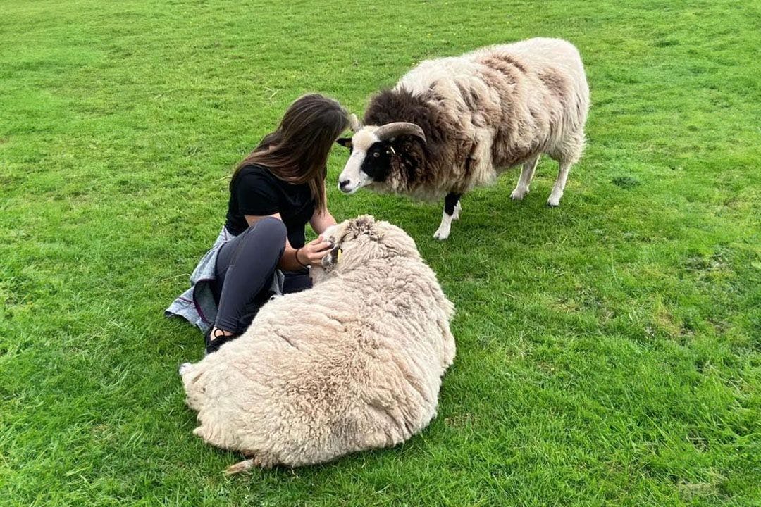 Harmony Fields – itison