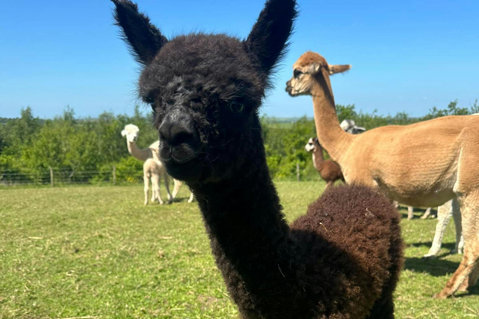Alpacas Of Scotland Experience – itison